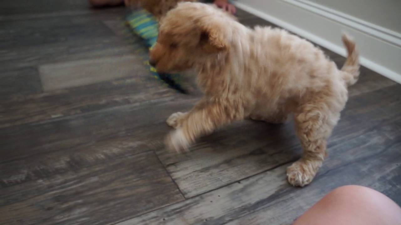 Two Miniature Australian Labradoodle Puppies playing together. - YouTube