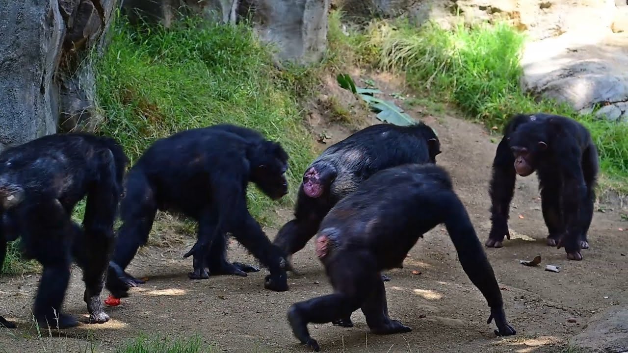 Chimp Troop Adventure - YouTube