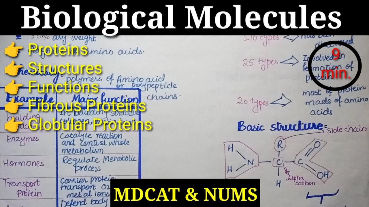 Proteins MDCAT 2023 Lecture | Biological Molecules - YouTube