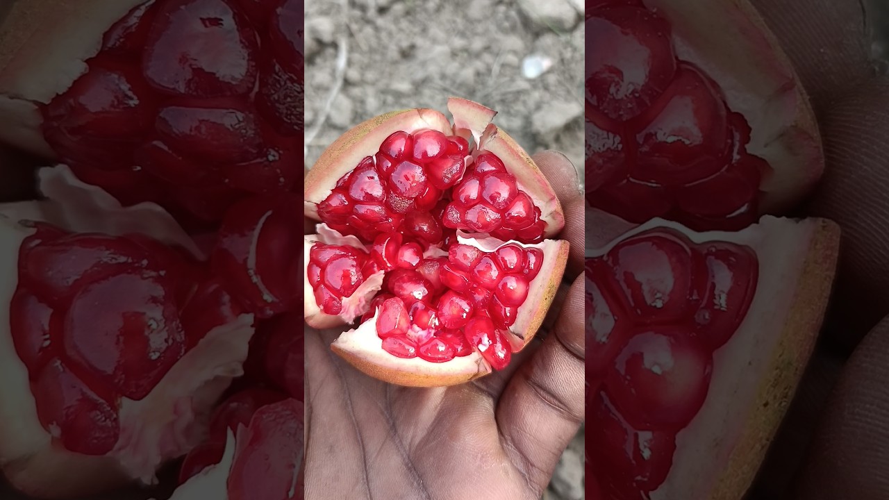 Anar bagan rajshahi #কৃষি #ফল #shorts #trending #youtubeshorts #youtube ...