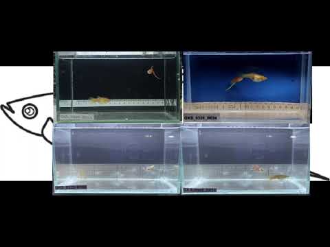 Champion queue épée concours vidéo Angleterre - YouTube