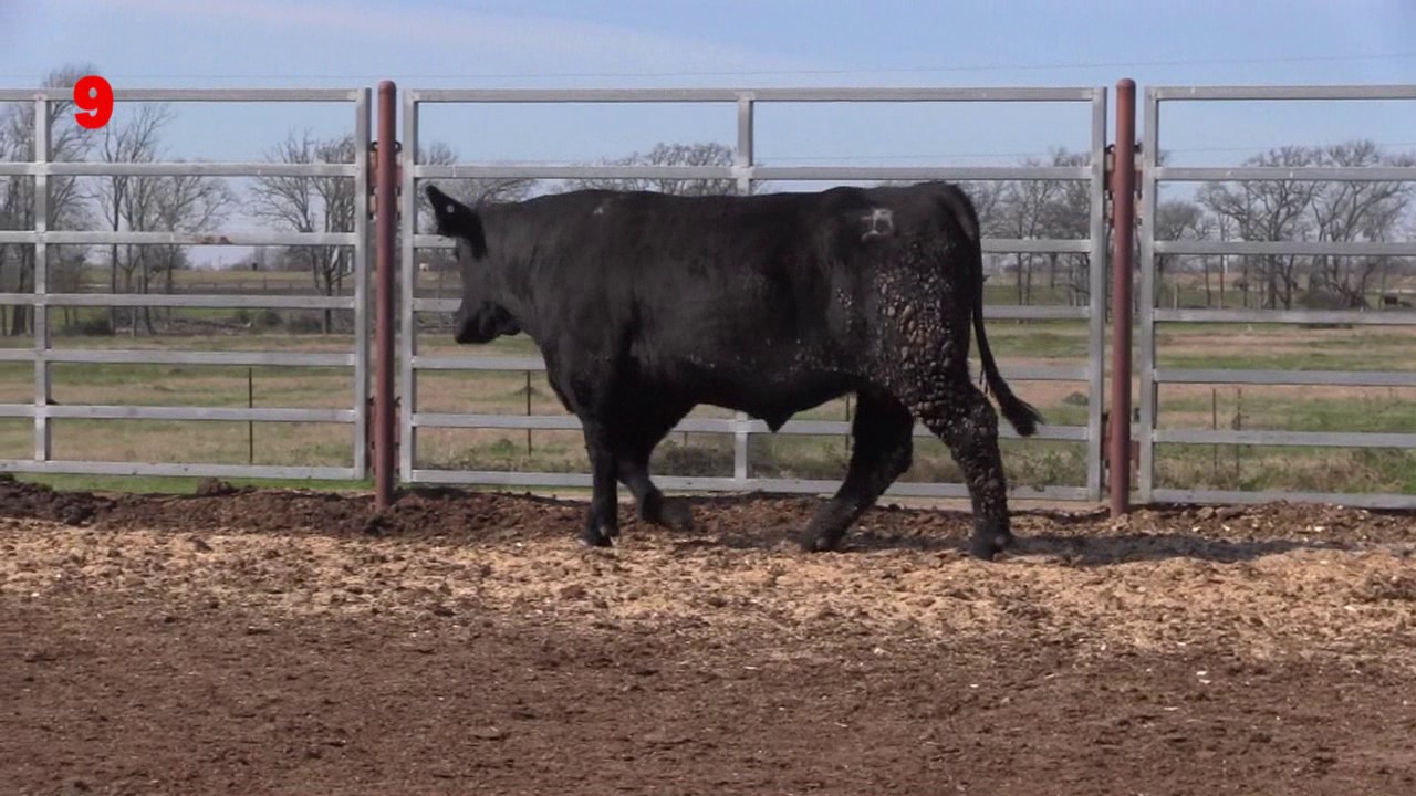 Lot 9 - Cattlemen's Kind Bull Sale 2017 - YouTube
