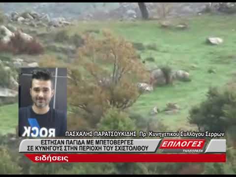 ΕΣΤΗΣΑΝ ΠΑΓΙΔΑ ΜΕ ΜΠΕΤΟΒΕΡΓΕΣ ΣΕ ΚΥΝΗΓΟΥΣ ΣΤΗΝ ΠΕΡΙΟΧΗ ΤΟΥ ΣΧΙΣΤΟΛΙΘΟΥ ...