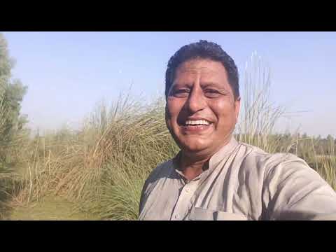 Nehar jhang branch or Rakh branch par fish 🐠🐋🐟 ka sikar - YouTube