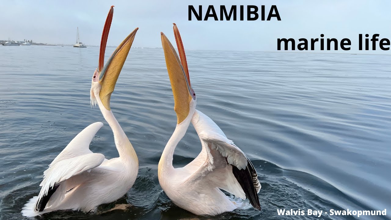 NAMIBIA marine life - Walvis Bay - Swakopmund - YouTube