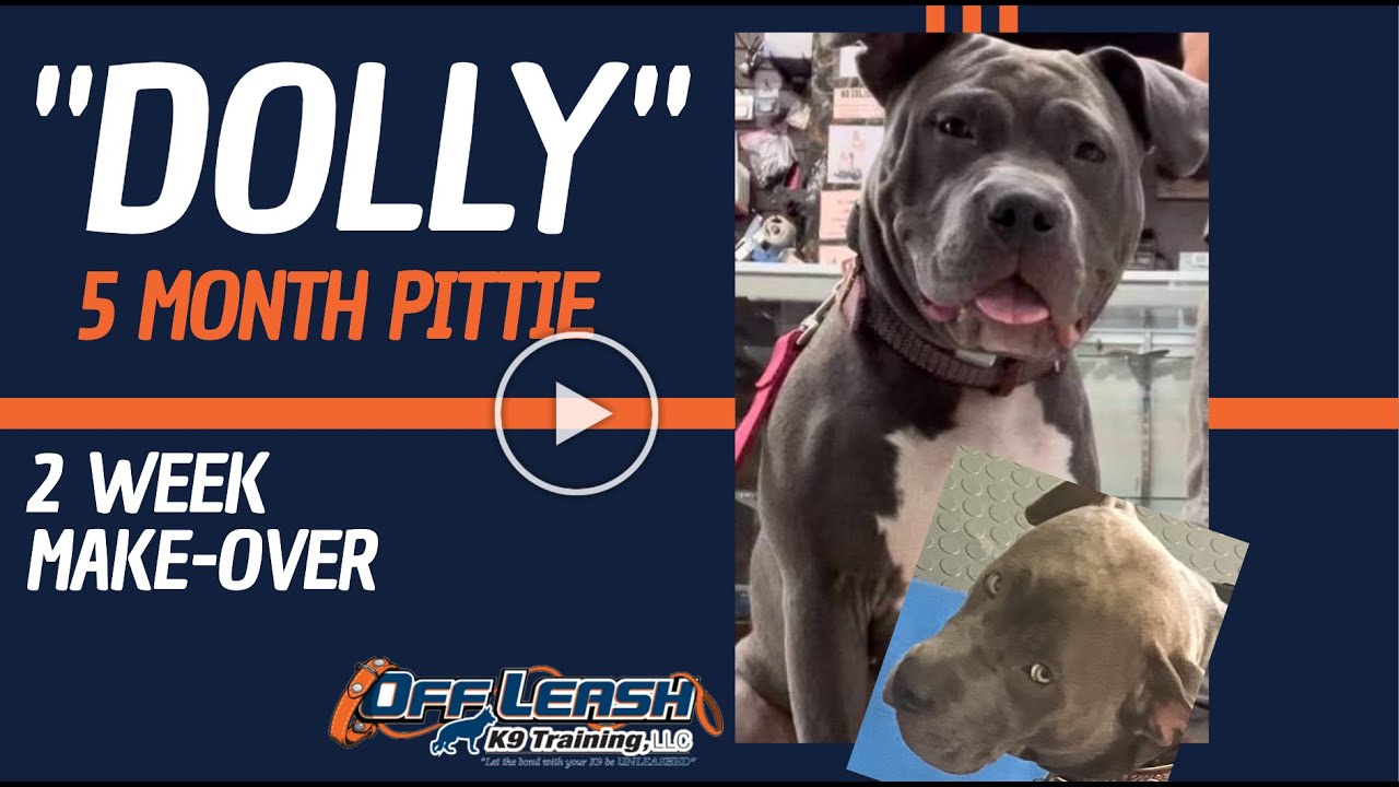 Wilmington Dog Trainers - Dolly 5 Month Old Pit bull- 2 week BNT - YouTube