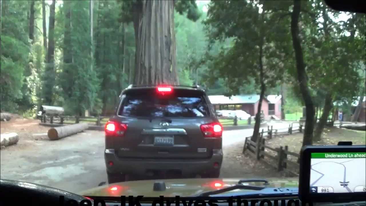 Jeep JK Drives through a live tree - YouTube
