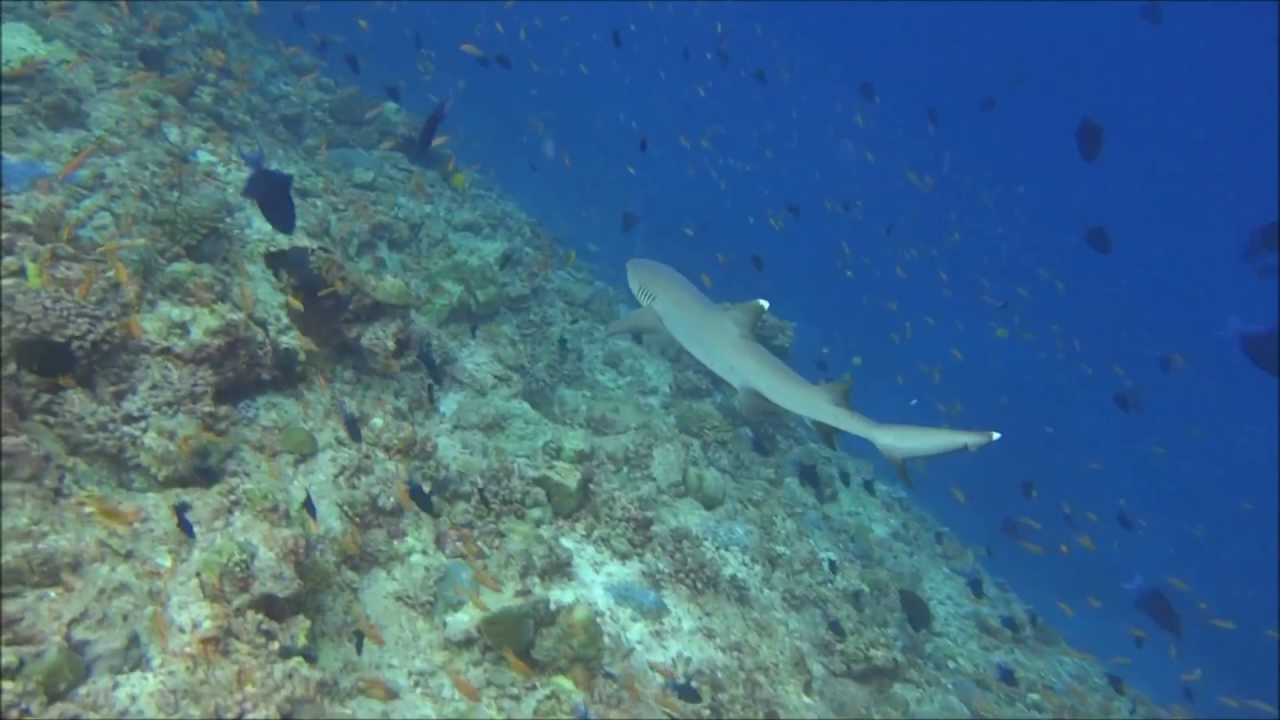 Maldives - Requin - YouTube