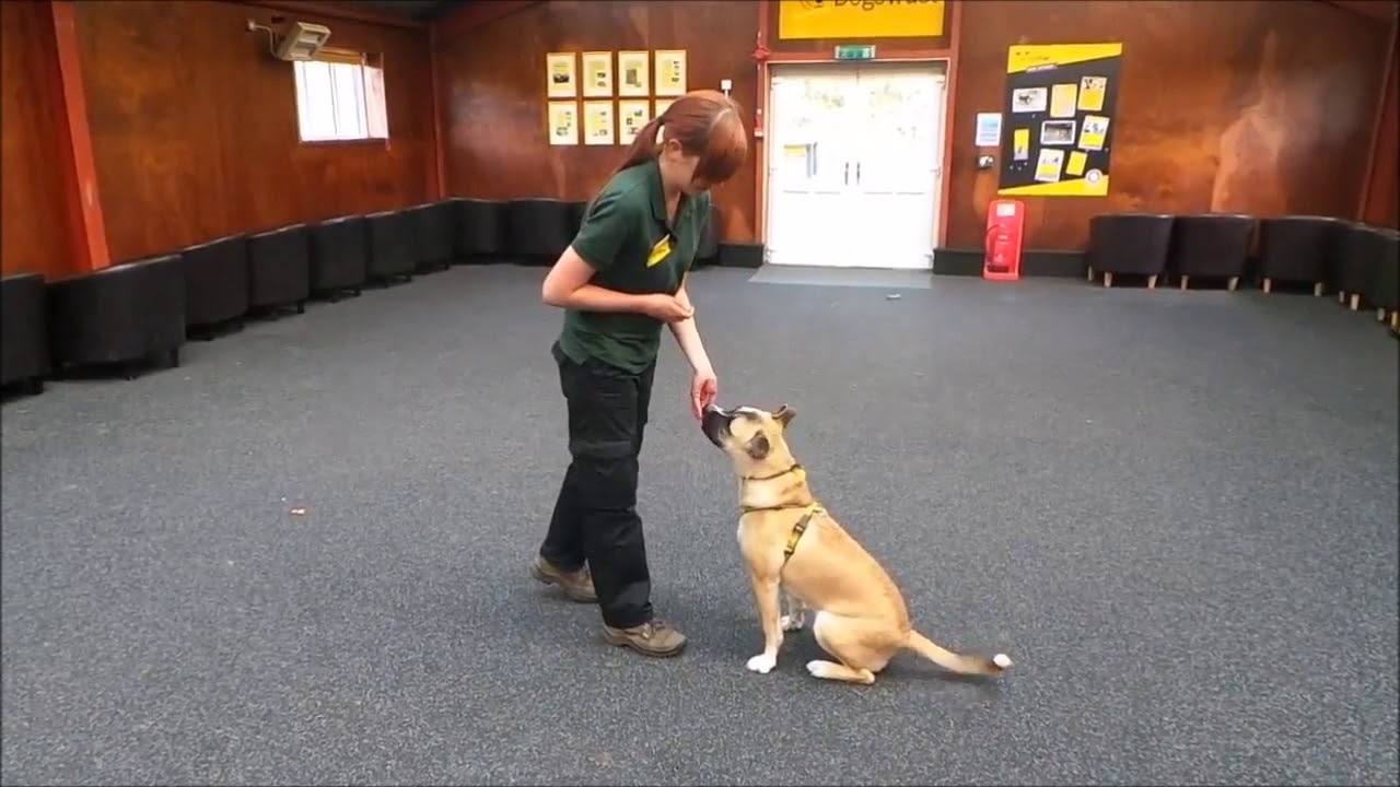 Dogs Trust Manchester - Rory - YouTube
