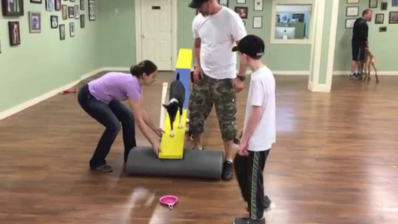 CPT Beginner Agility Graduation March 24, 2015 - YouTube