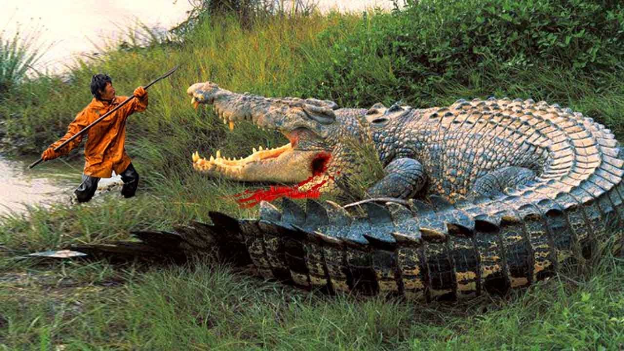 Australsk Gigantisk Krokodille