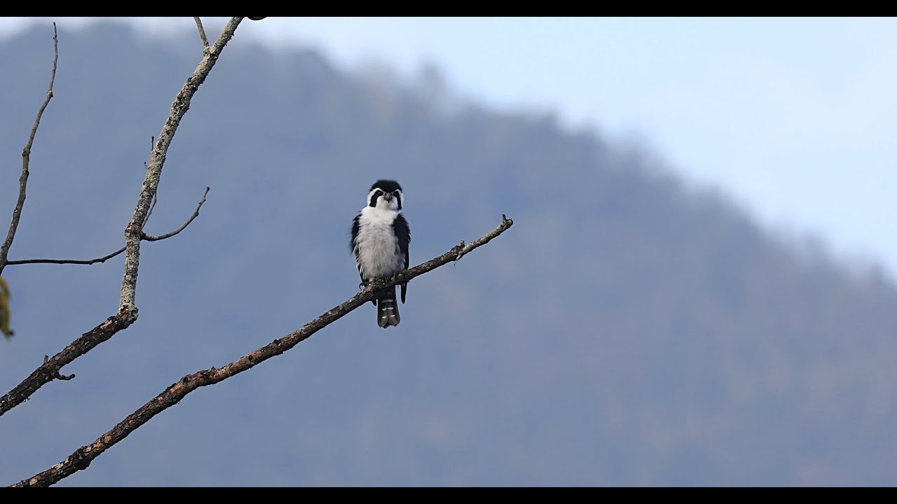 Pied Falconet near Wuyuan, China (January 2022) - YouTube
