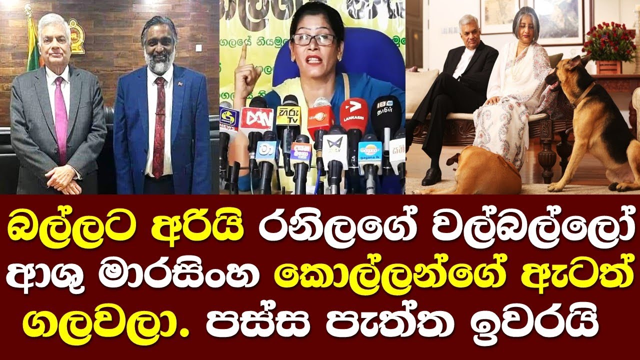 බල්ලට අරියි රනිලාගේ වල්බල්ලෝ ආශු මාරසිංහ කොල්ලන්ගේ ඇටත් ගලවලා හෙලිකරයි ...