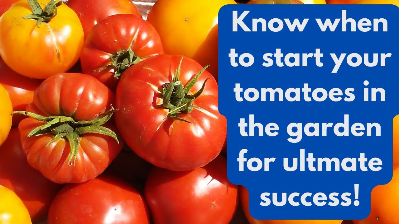 When Is The Best Time to Start Tomatoes For Ultimate Success! - YouTube