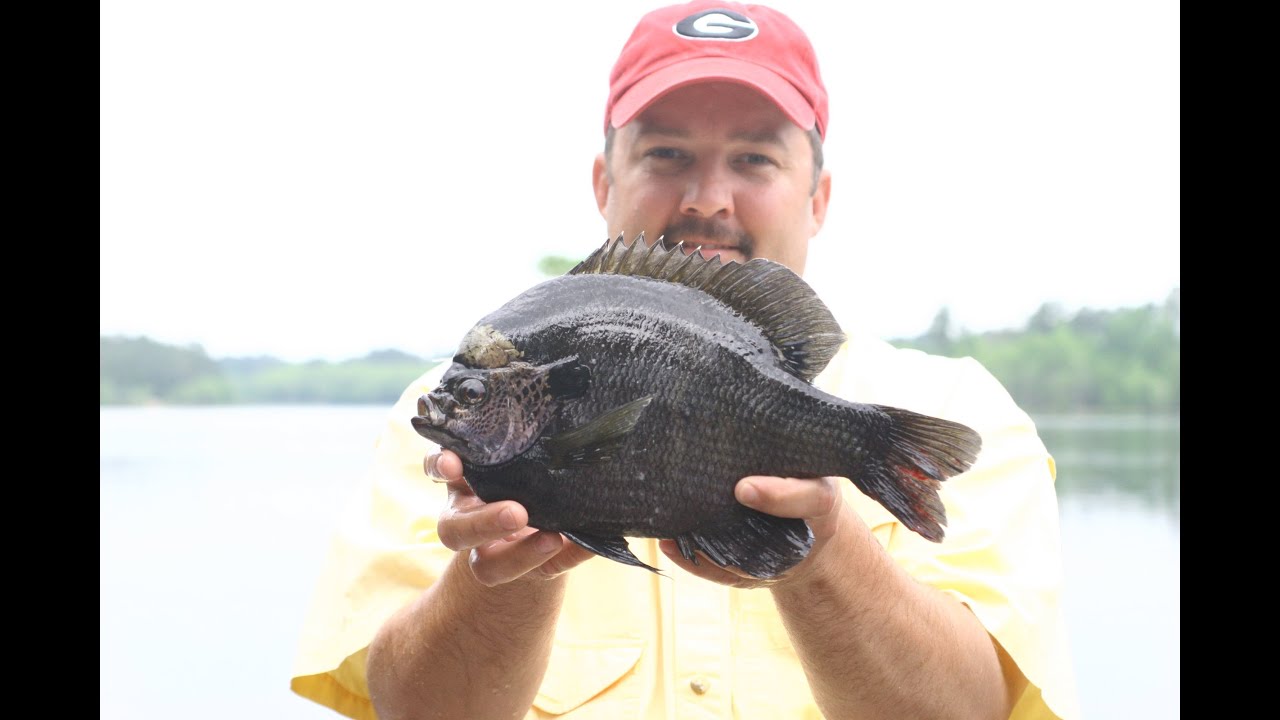 2lb bluegill, 2 1/2lb bluegill KFS - YouTube