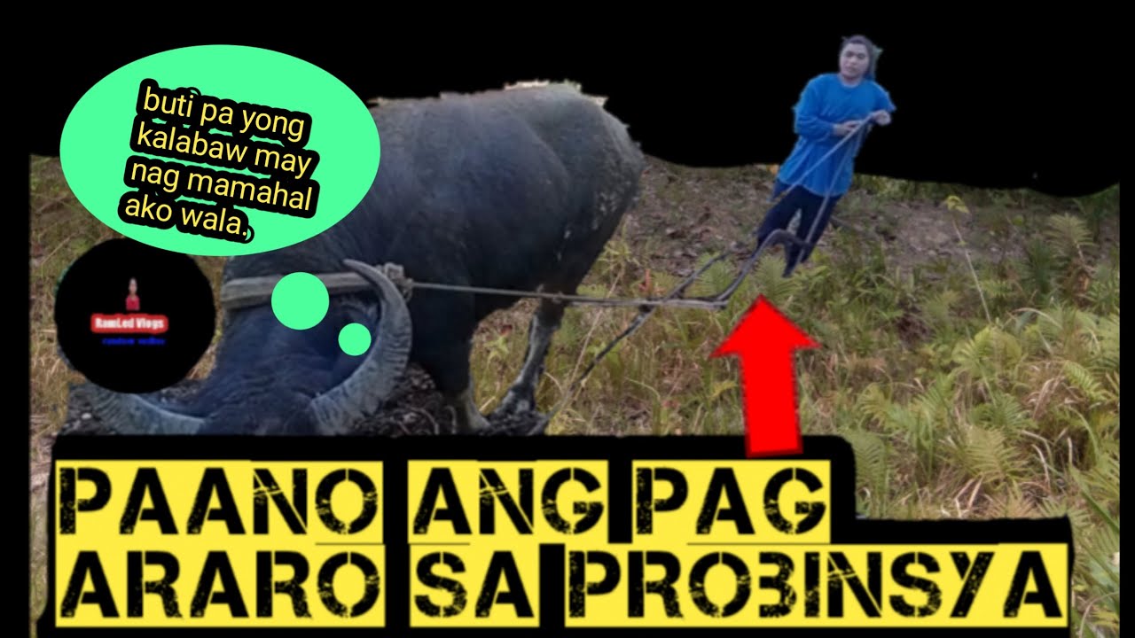 Paano ba mag araro sa probinsya at saan ito paliguan.😃😃🤪 - YouTube
