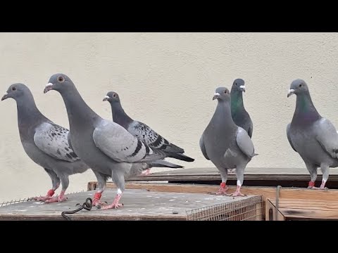 7.5 Mile Training Toss: 2021 Racing Pigeons | LOFT VISIT! *Tiwi Pigeons & Thai Tommy* - YouTube