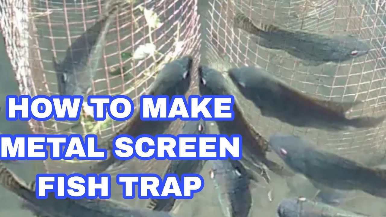 HOW TO MAKE METAL SCREEN FISH TRAP - YouTube