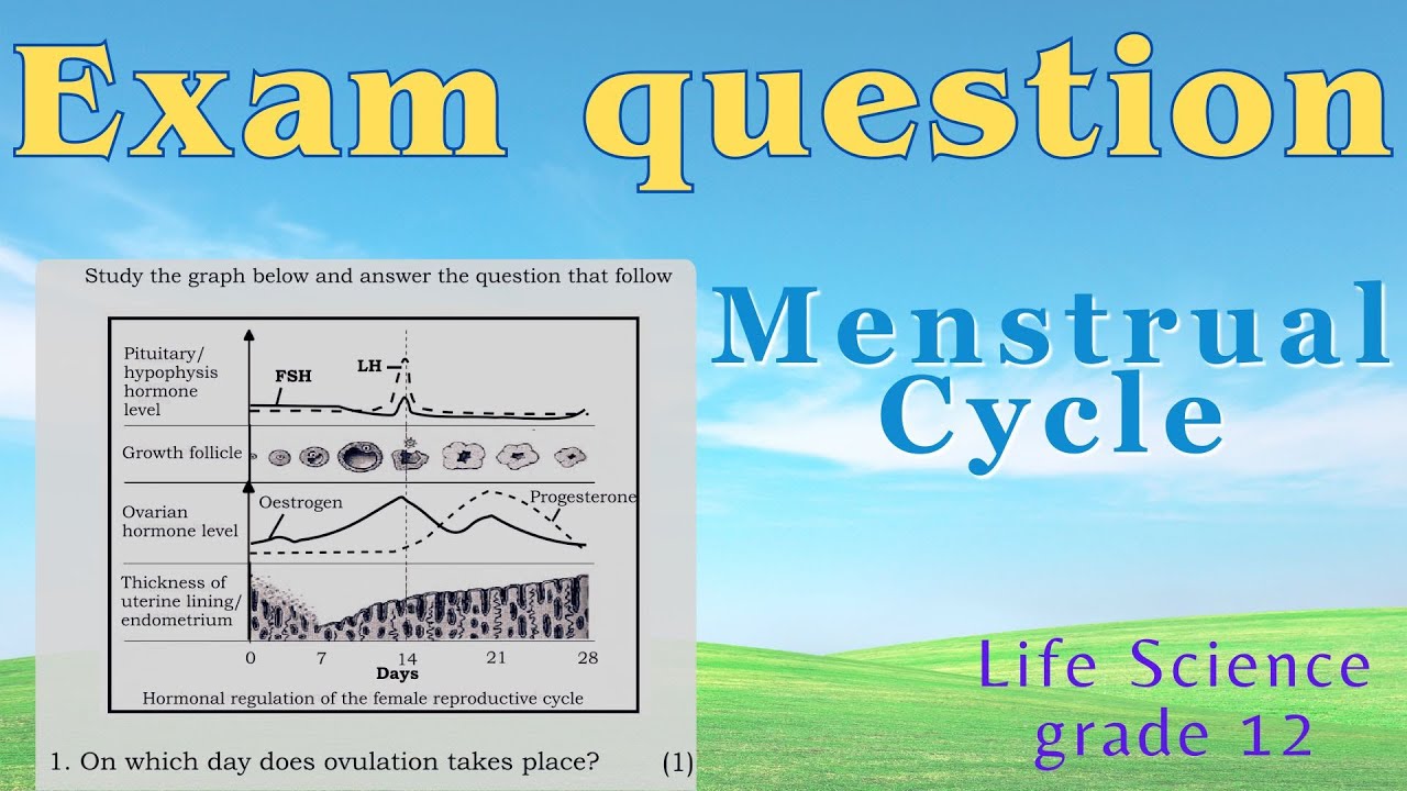 Exam Question | Menstrual cycle | Hormonal control | Life Science grade ...