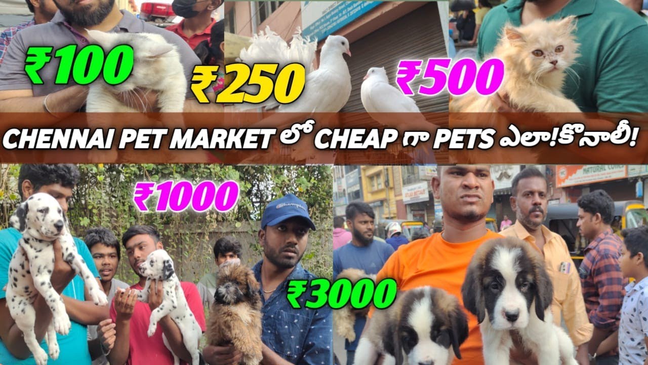 🐱Chennai Pet Market లో pets నీ తక్కువ ధర కీ ఎలా కొనాలీ|Chennai pet ...