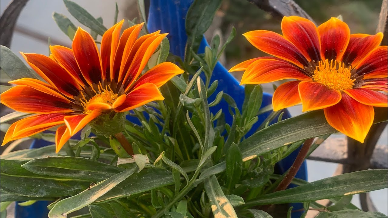 Bageecha pyaar wala beautiful flowering plants || beautiful vegetable ...