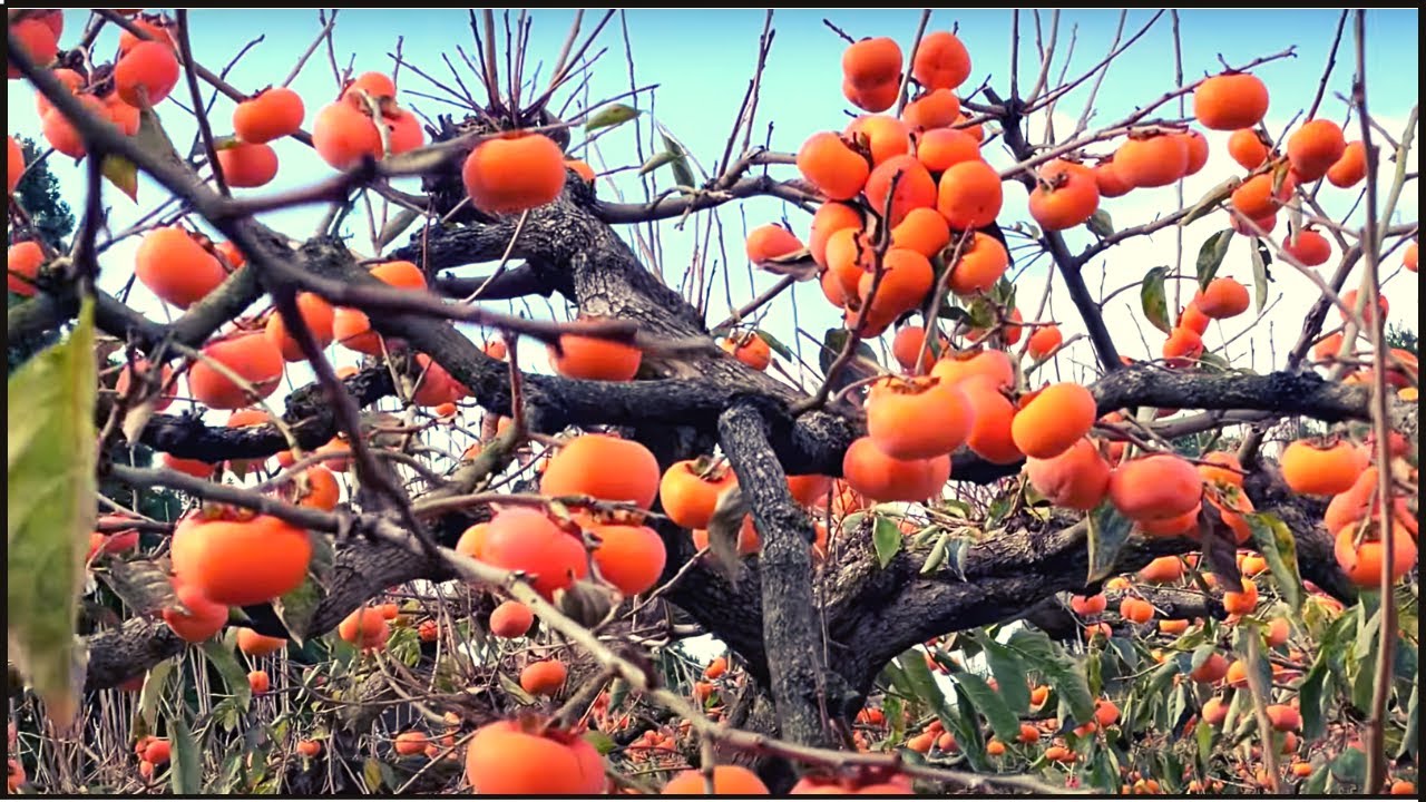 AWESOME Persimmons Cultivation And Harvest | Dry Traditional Persimmon ...