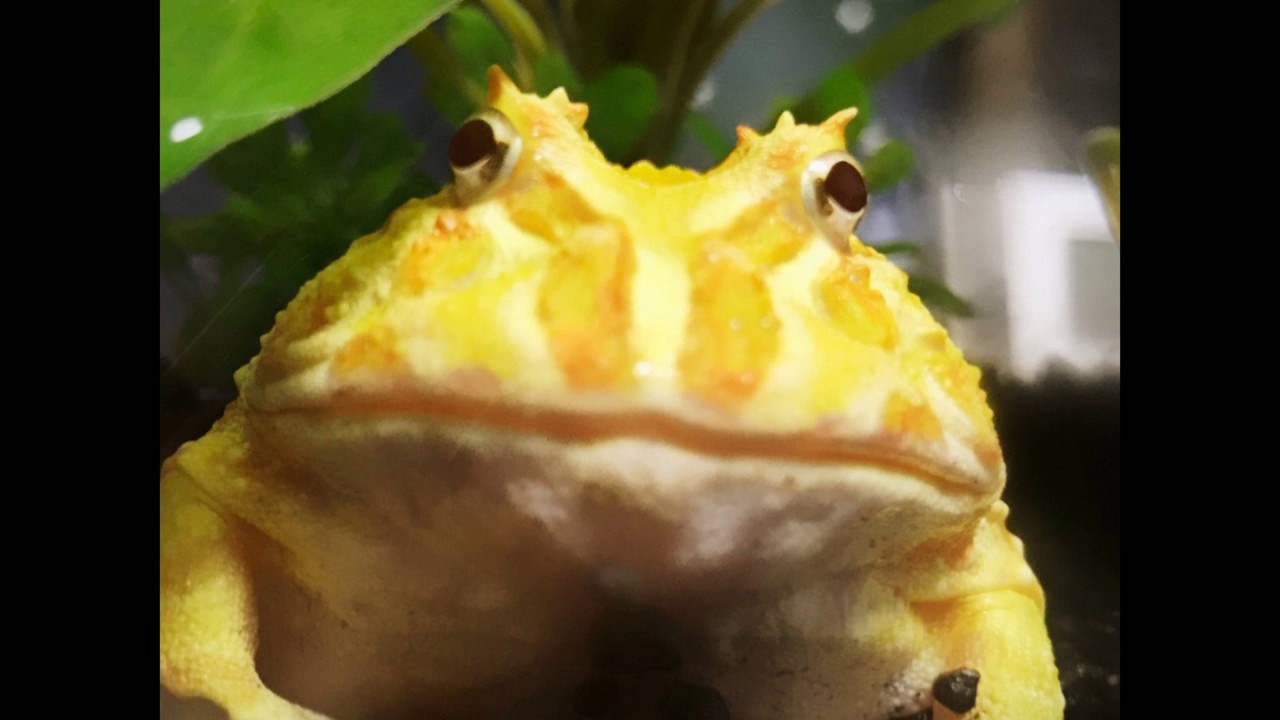 FROG REVIEW #7: Pacman Frog - YouTube