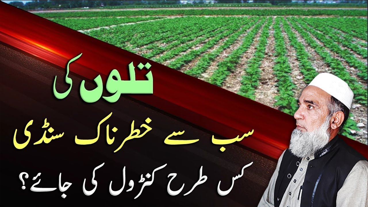 Pest control in Sesame crop | Crop Reformer - YouTube