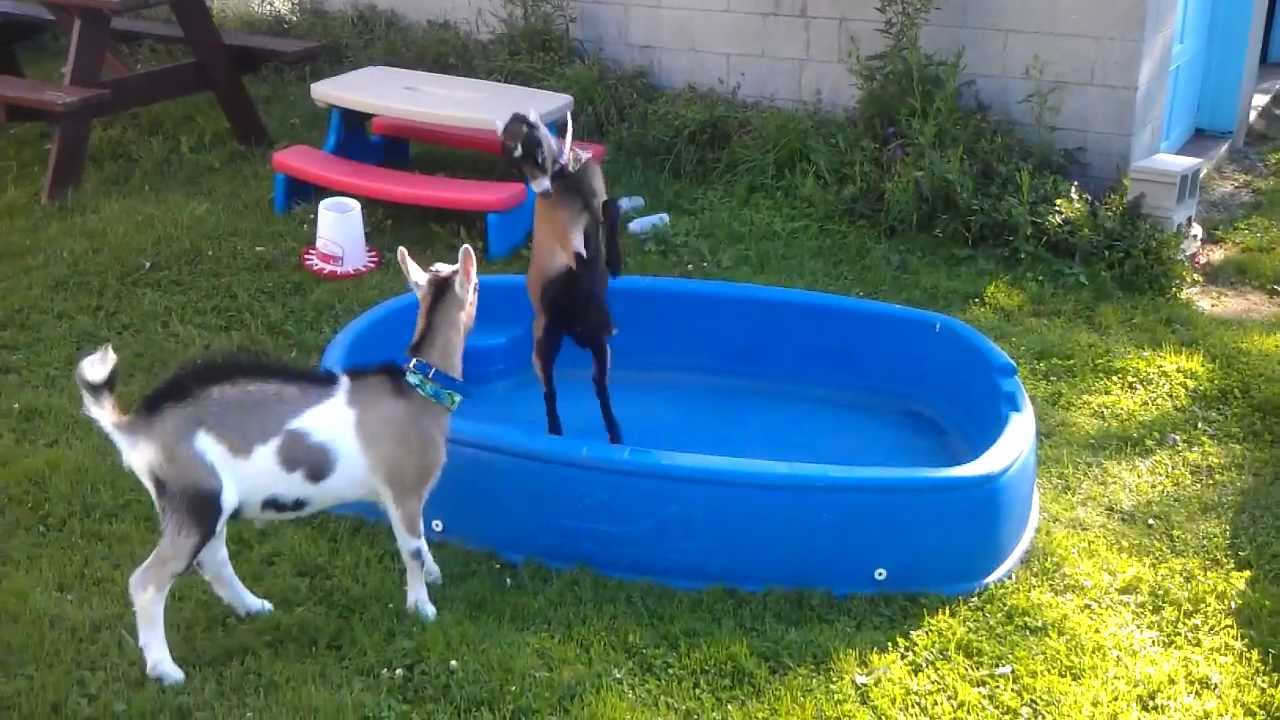 goat kids playing - YouTube