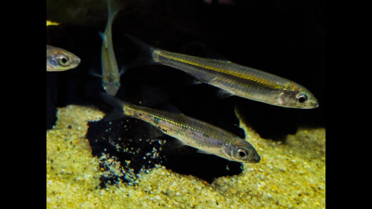 Native Fish Care: Emerald Shiner - YouTube