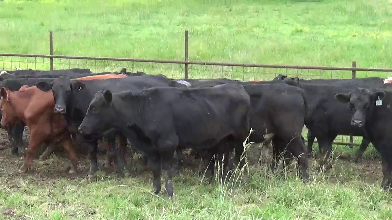 55 Steers Arab Livestock Market 6-2-2020 - YouTube