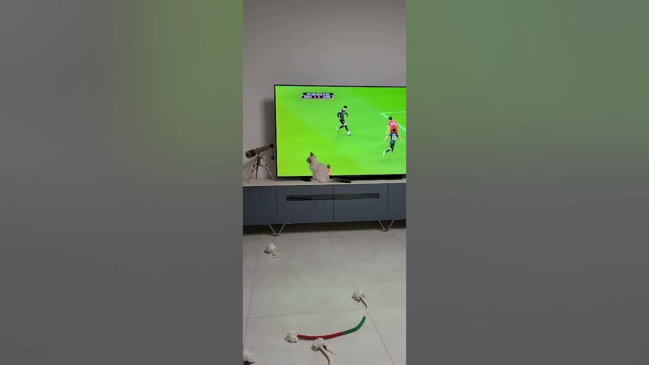 축구하는고양이 고양이 랙돌 축구 Cat 귀여운 Youtube