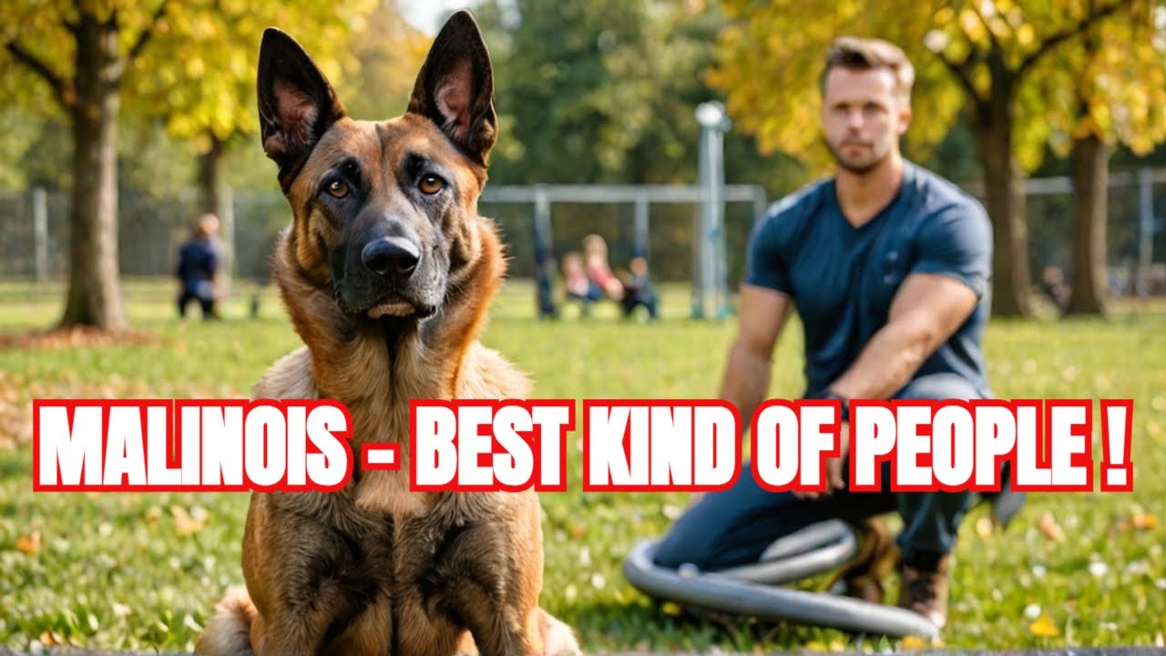 The Top Reasons Belgian Malinois Are the Best Dog | Dog Training ...