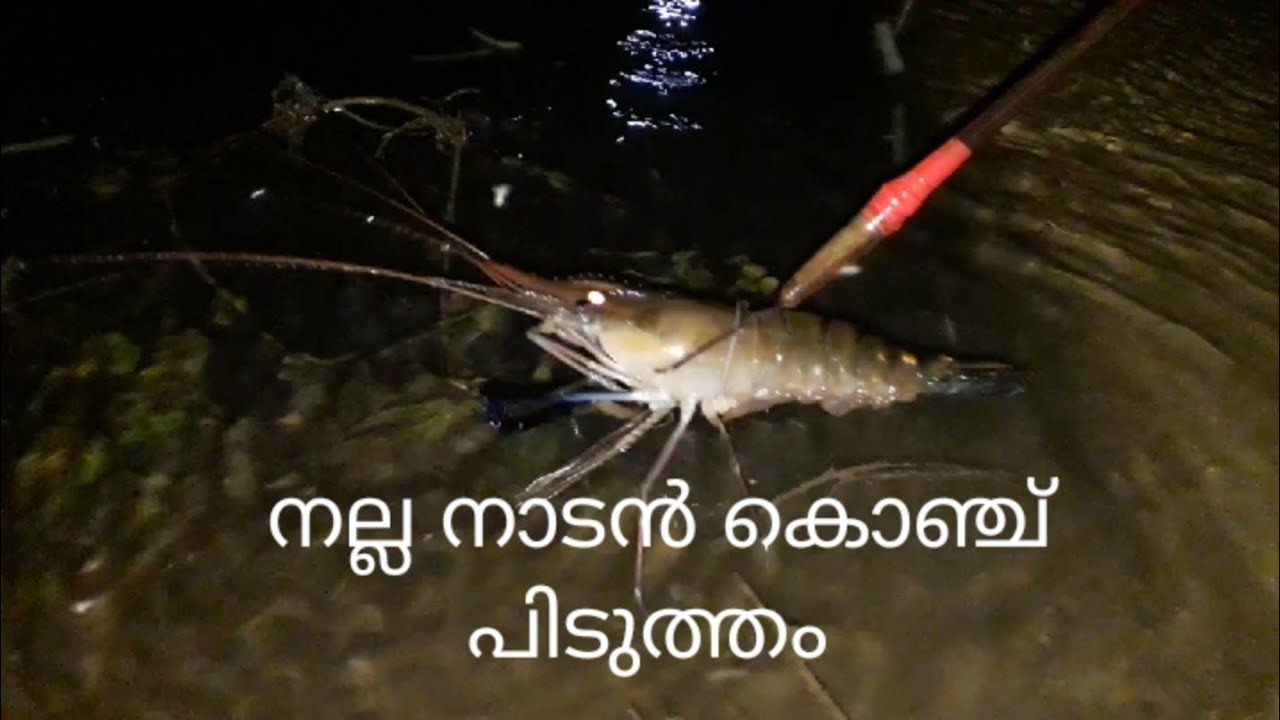 കുമരകംകാരന്റെ കൊഞ്ച് പിടുത്തം.prawn catching at kumarakom. Kerala ...