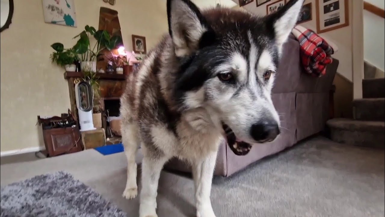 Poor Old Husky Has A Really Bad Day! - YouTube