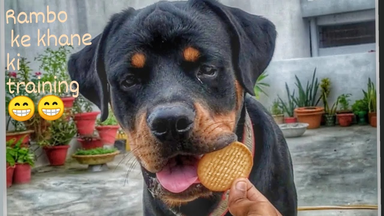 Rambo training process |Rambo ke training|#rottweilerpuppy - YouTube