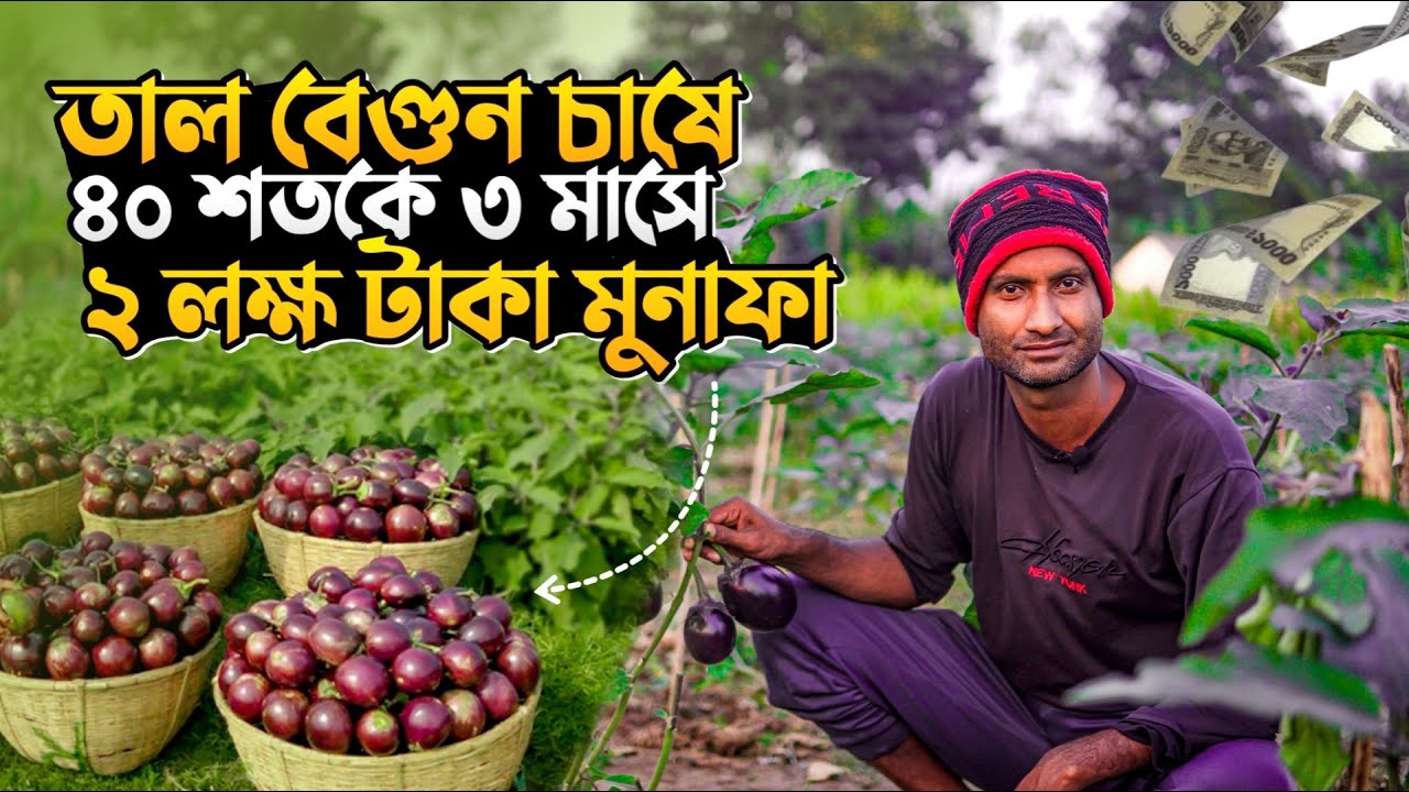 তাল বেগুন চাষ পদ্ধতি | তাল বেগুন চাষ | বেগুন চাষ পদ্ধতি | বেগুন চাষে ...