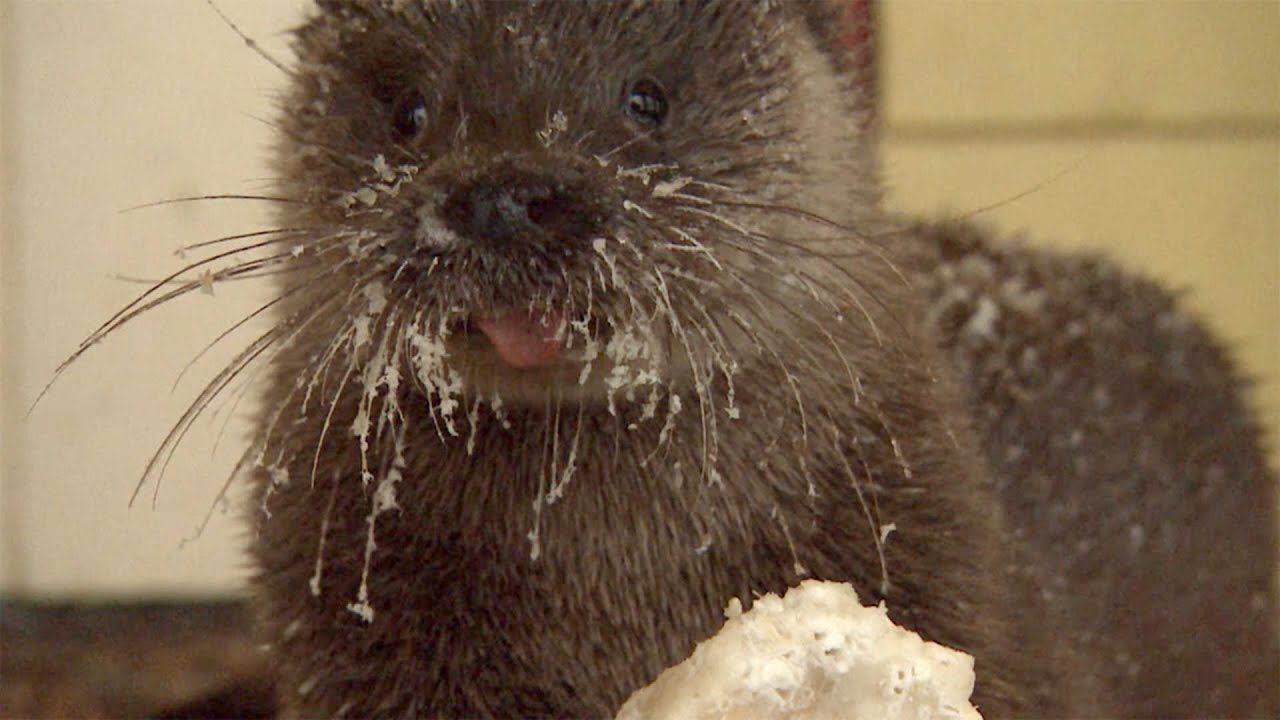 Man Becomes Friends With Otter - YouTube