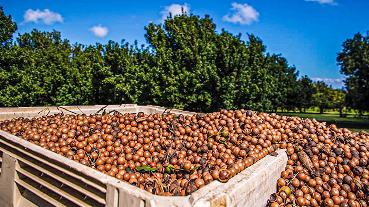 Macadamia Nuts Harvesting Process | Modern Macadamia Harvesting Machine ... Macadamia Nuts Harvesting Process | Modern Macadamia Harvesting Machine ...