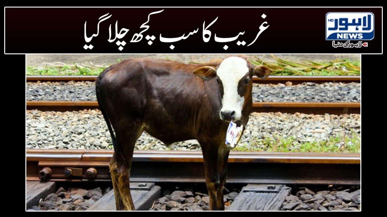 Fast-moving train hits cows leaving 12 dead - YouTube