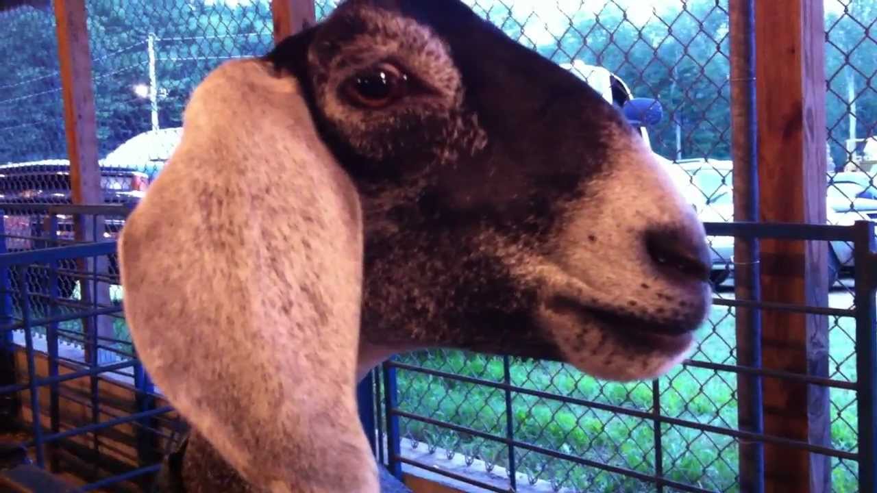 Goat Screaming Like a Human - YouTube