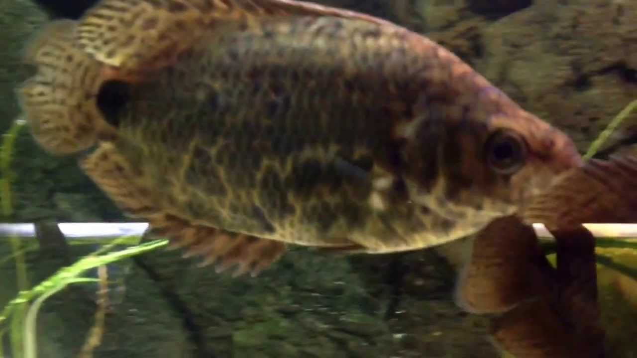 Leopard climbing perch Ctenopoma acitoroste perch two 5 inch specimens ...
