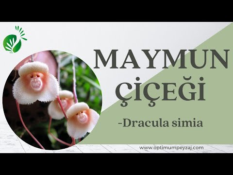 MAYMUN ÇİÇEĞİ NEDİR? MAYMUN ÇİÇEĞİ ÖZELLİKLERİ NELERDİR?