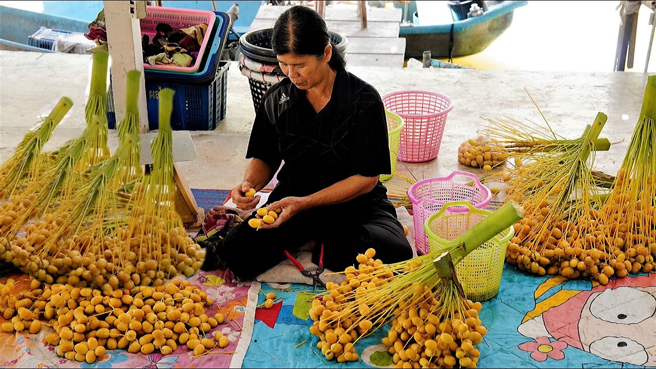 Dates Palm Harvest! Full Process of Harvesting Date Palm - Thai Street ...