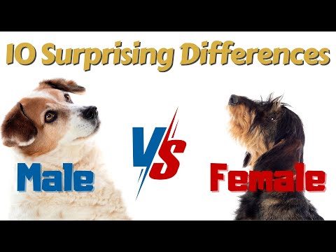 Male Dog vs Female Dog 10 Surprising Differences