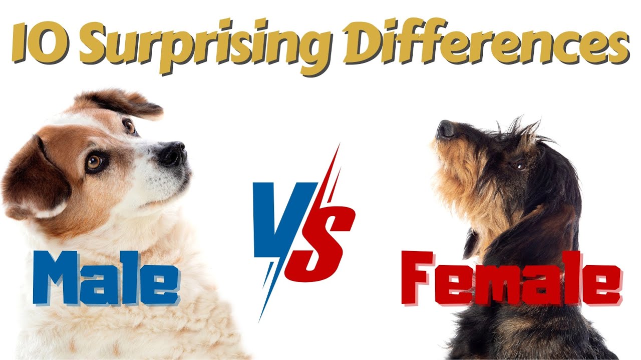 Male Dog vs Female Dog 10 Surprising Differences - YouTube