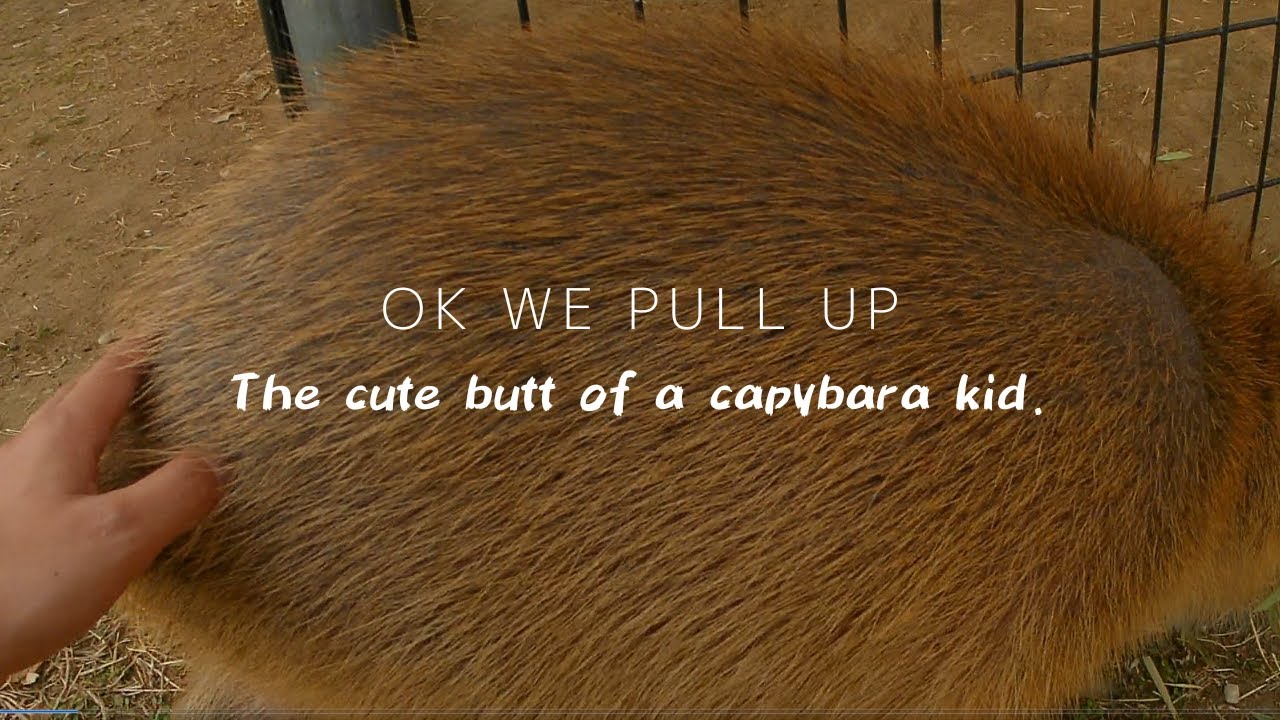 The cute butt of a capybara kid. - YouTube