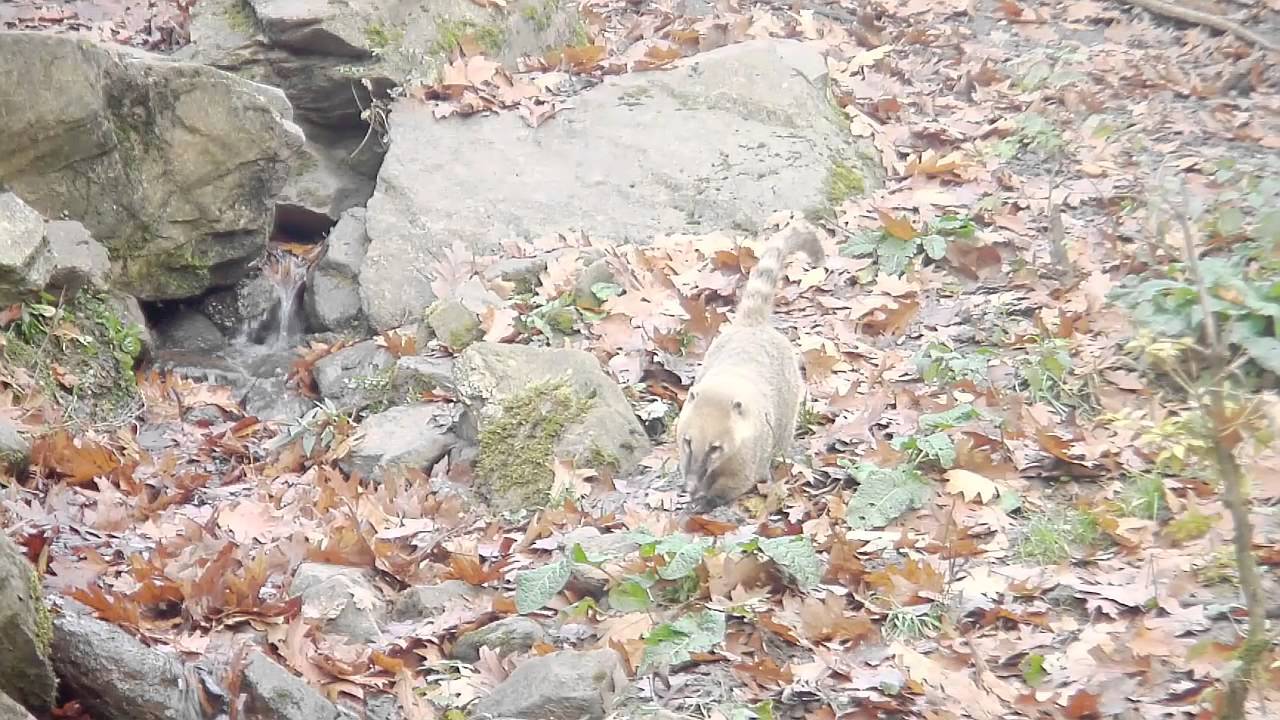 Rode Neusberen in Koninklijke Burgers' Zoo - YouTube