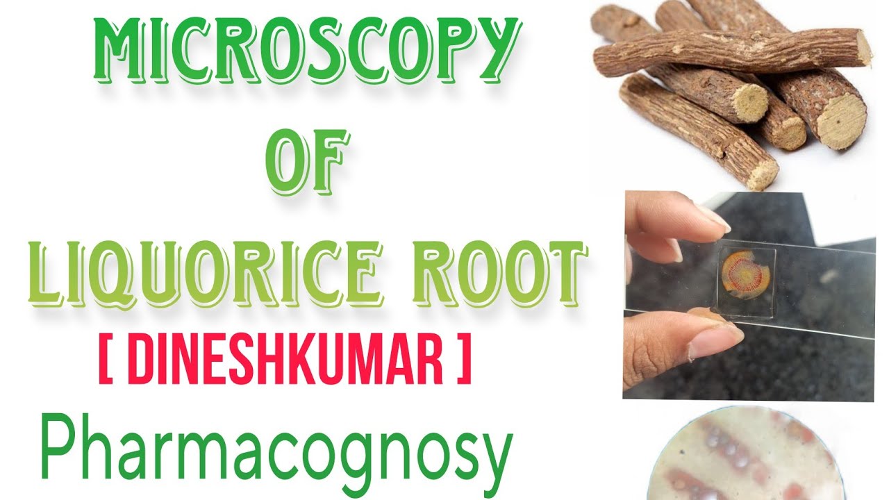 Microscopy of the Liquorice root | Pharmacy | D pharm | College ...