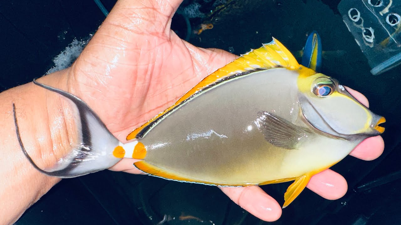 LRG, XXL & JUMBO Blonde Naso Tangs - YouTube